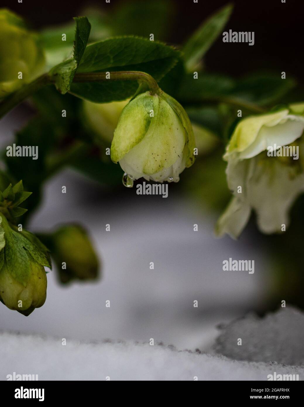 Hellebores snow hi-res stock photography and images - Alamy