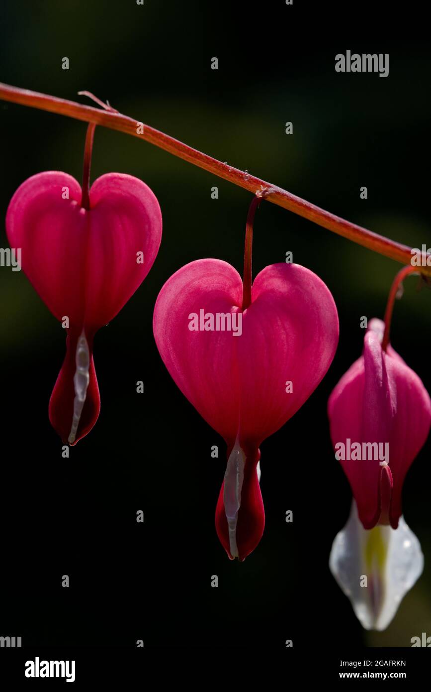 3 pendulums hi-res stock photography and images - Alamy