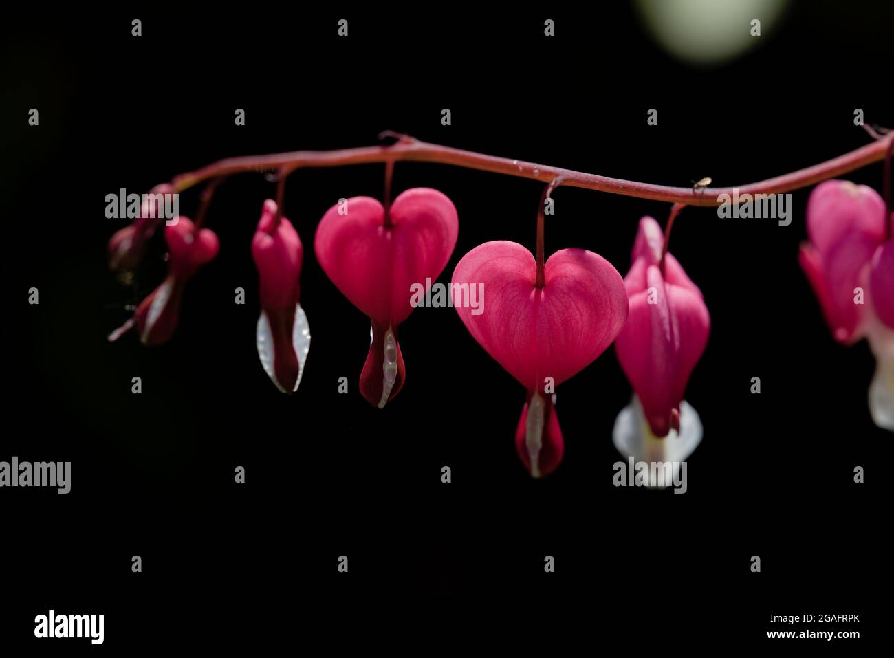 Vibrant pink heart heart shaped flowers, isolated on a black background ...