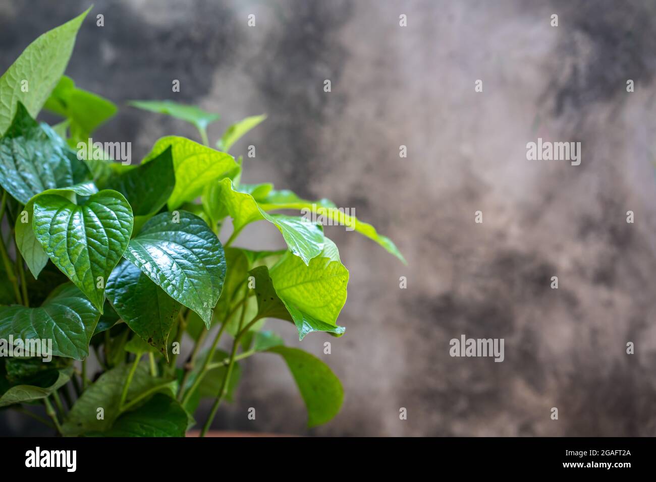 Betel plant in a pot against a plaster wall Stock Photo - Alamy