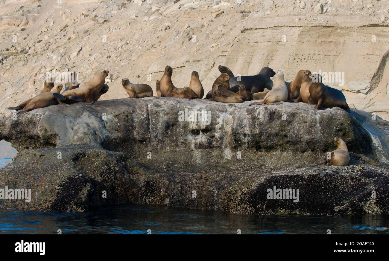 Sea lions in breeding colony, Peninsula Valdes, Unesco World Heritage ...