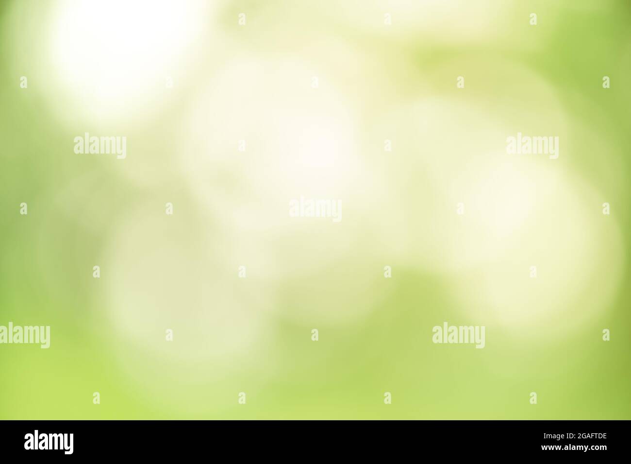 abstract blur green color for background, blurred and defocused effect ...