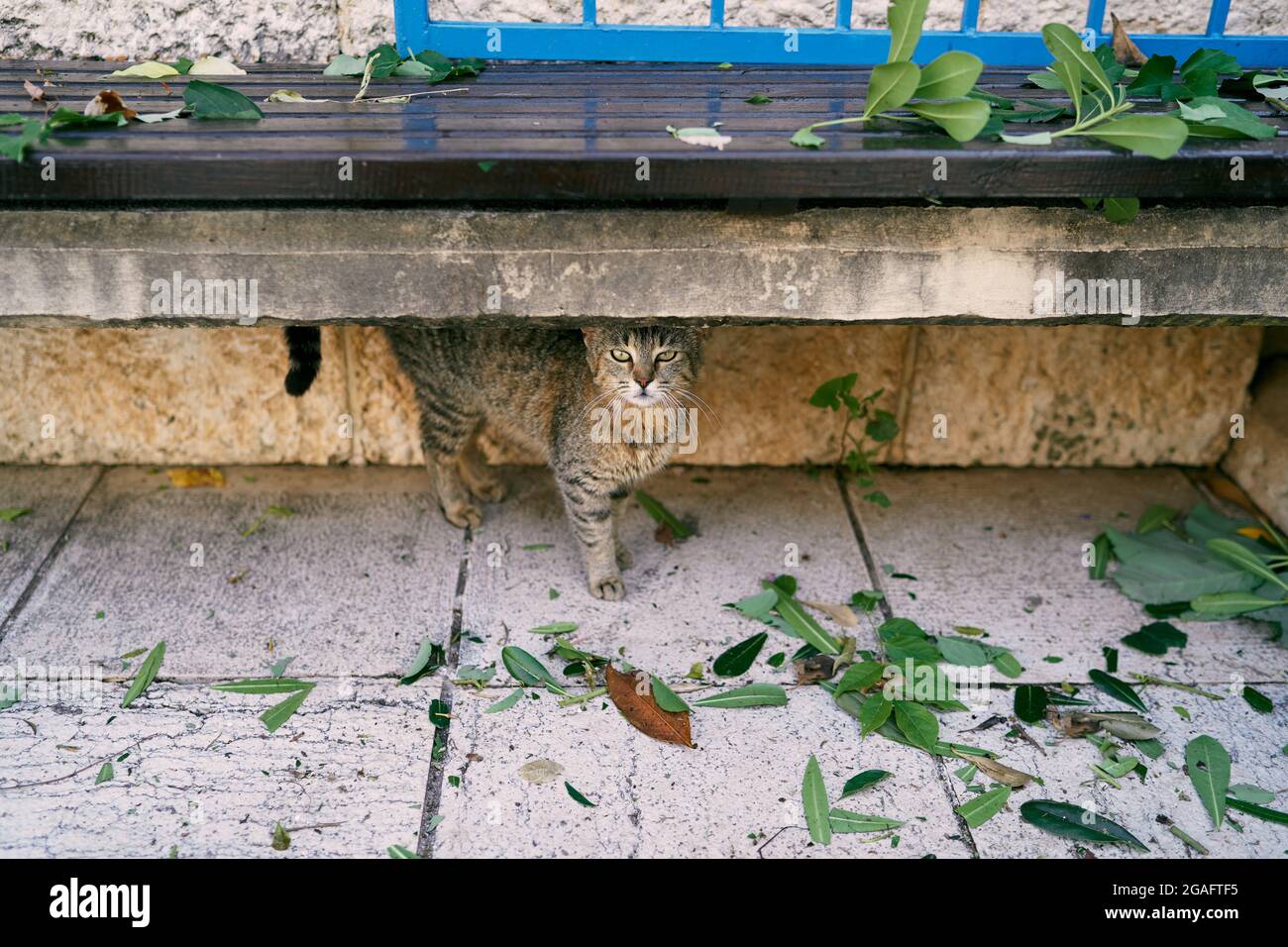 Gray tabby cat sits under a bench near the building Stock Photo - Alamy