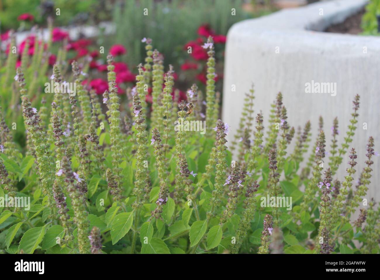 Flower shoot hi-res stock photography and images - Alamy