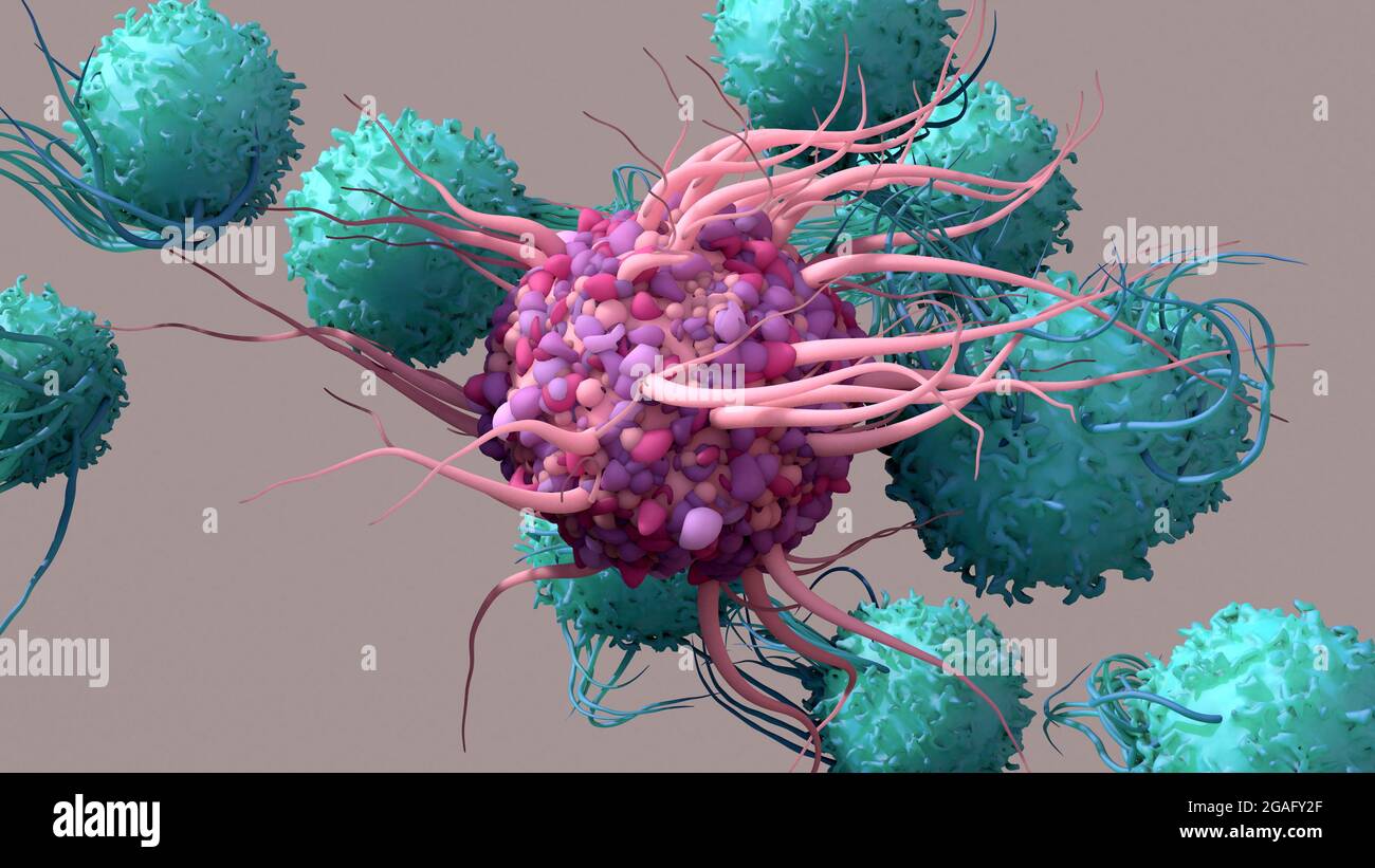 Dendritic cell activating T-cells, illustration Stock Photo - Alamy