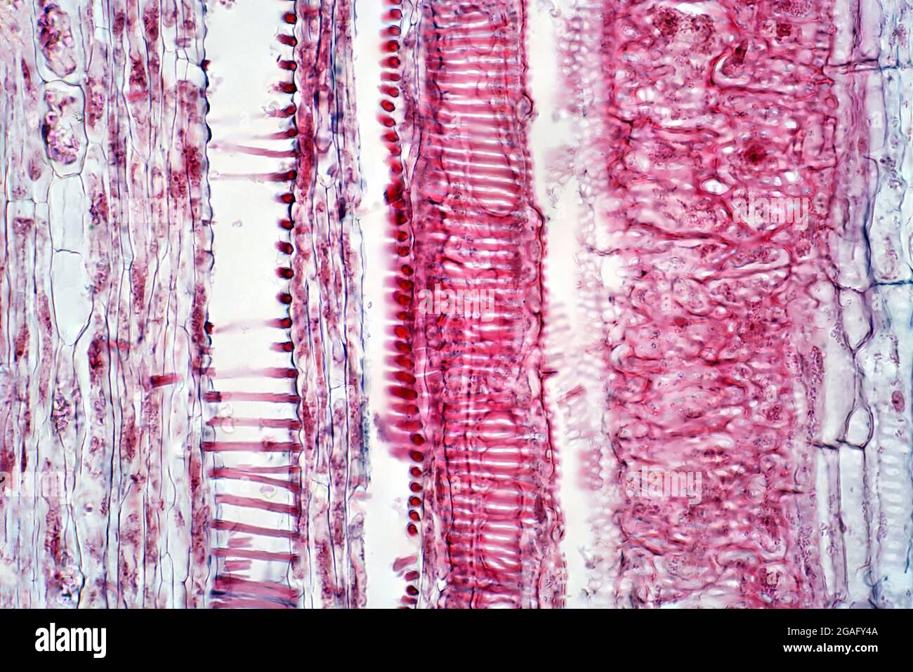 Plant vascular tissue, light micrograph Stock Photo - Alamy