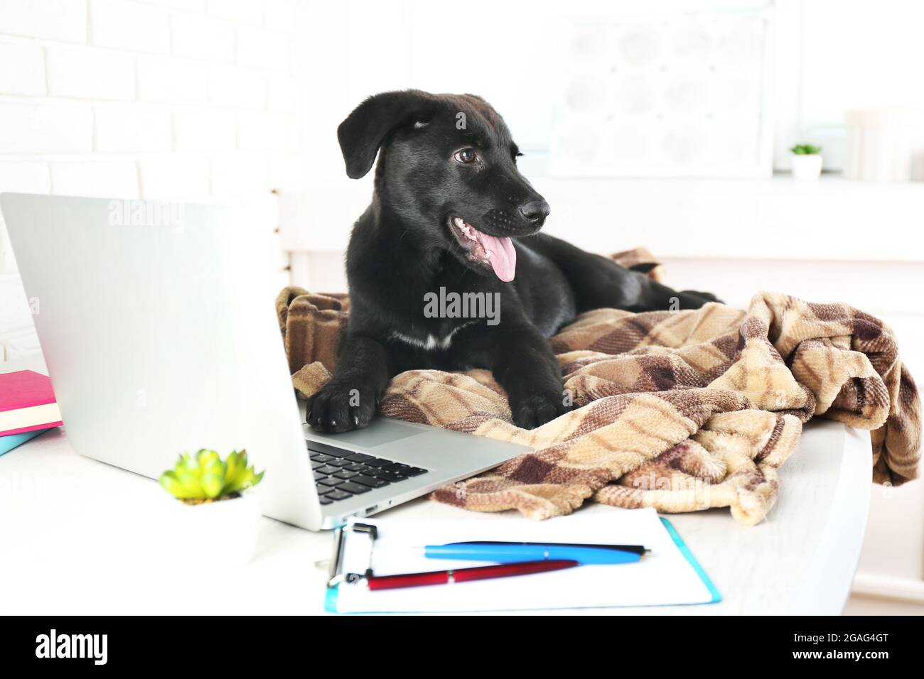 Clever young black Labrador retriever on the office table Stock Photo ...