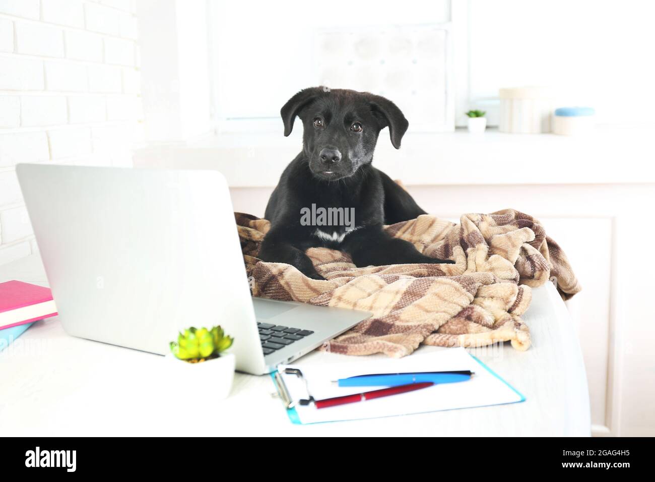 Clever young black Labrador retriever on the office table Stock Photo ...