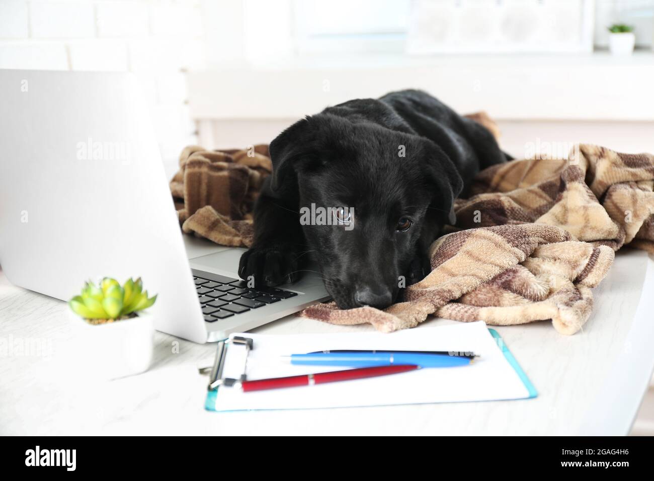 Clever young black Labrador retriever on the office table Stock Photo ...