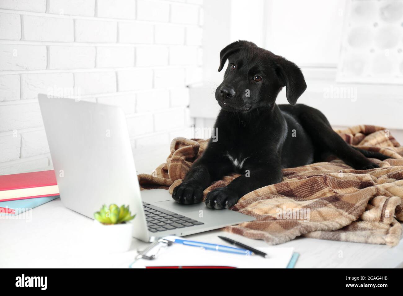 Clever young black Labrador retriever on the office table Stock Photo ...