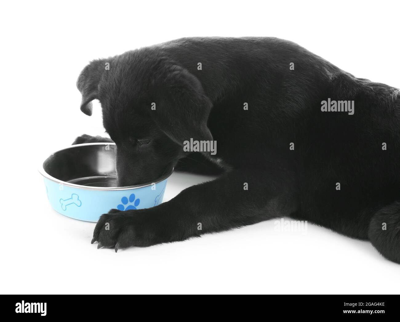 Adorable young black Labrador eating on white background Stock Photo ...