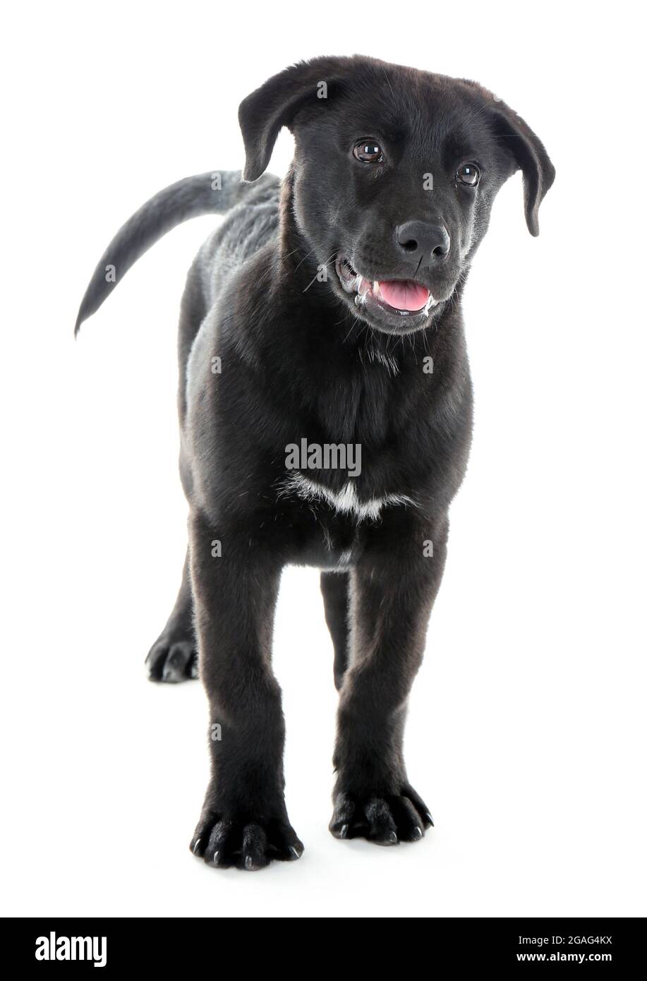 Funny young black Labrador standing on white background Stock Photo - Alamy