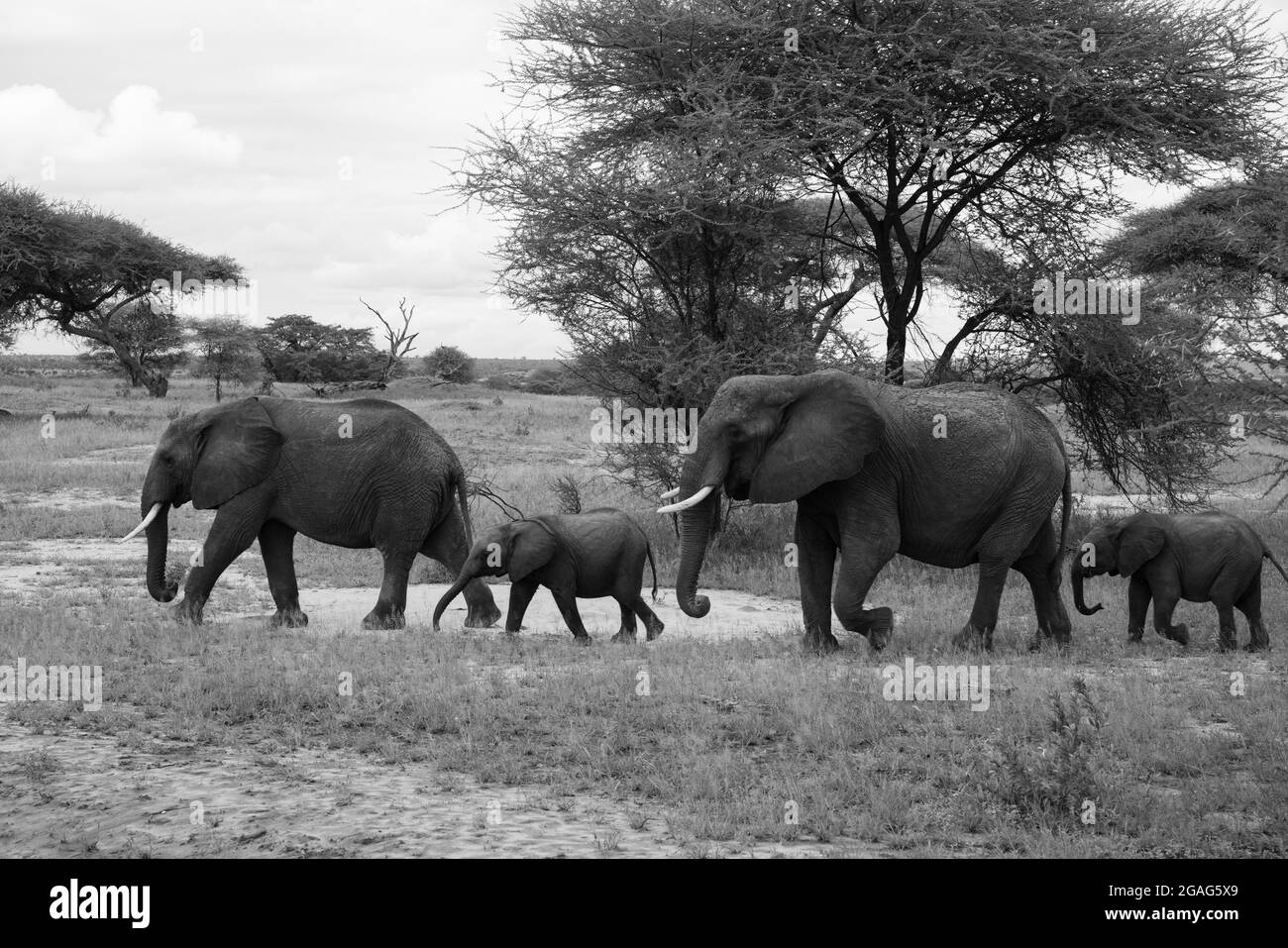 Herd of elephants walking across the African plains Stock Photo - Alamy