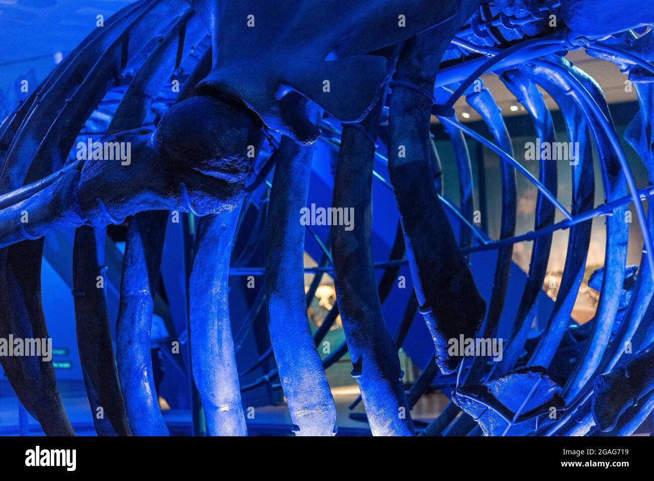Model of a Blue Whale skeleton (detail) in display at the Royal Ontario ...