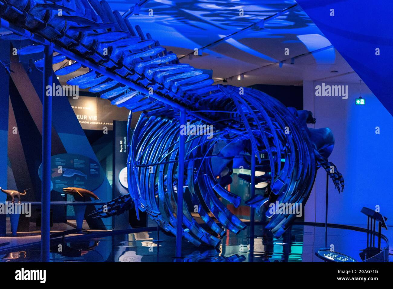 Model of a Blue Whale skeleton (detail) on display at the Royal Ontario ...