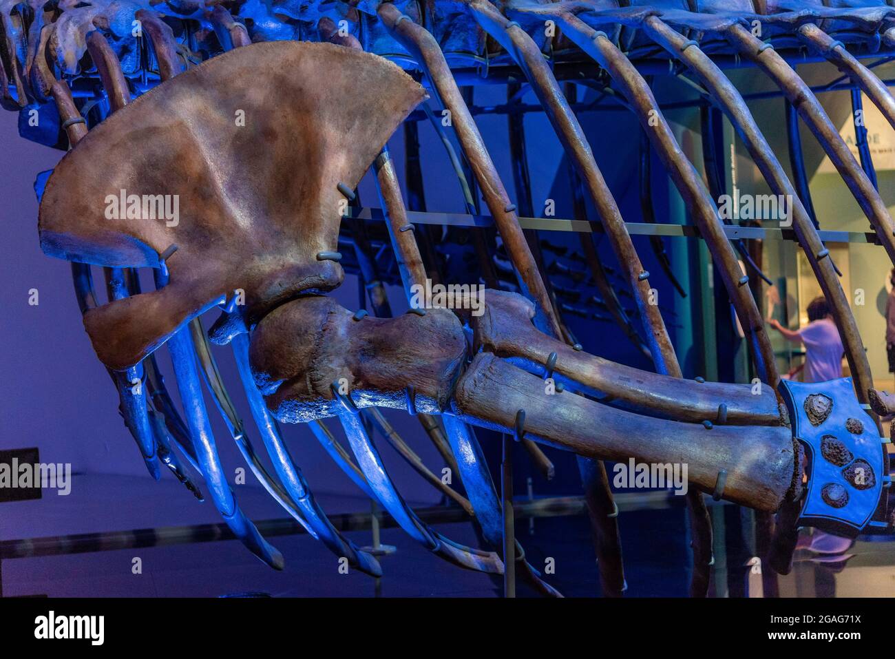Model of a Blue Whale skeleton (detail) on display at the Royal Ontario ...