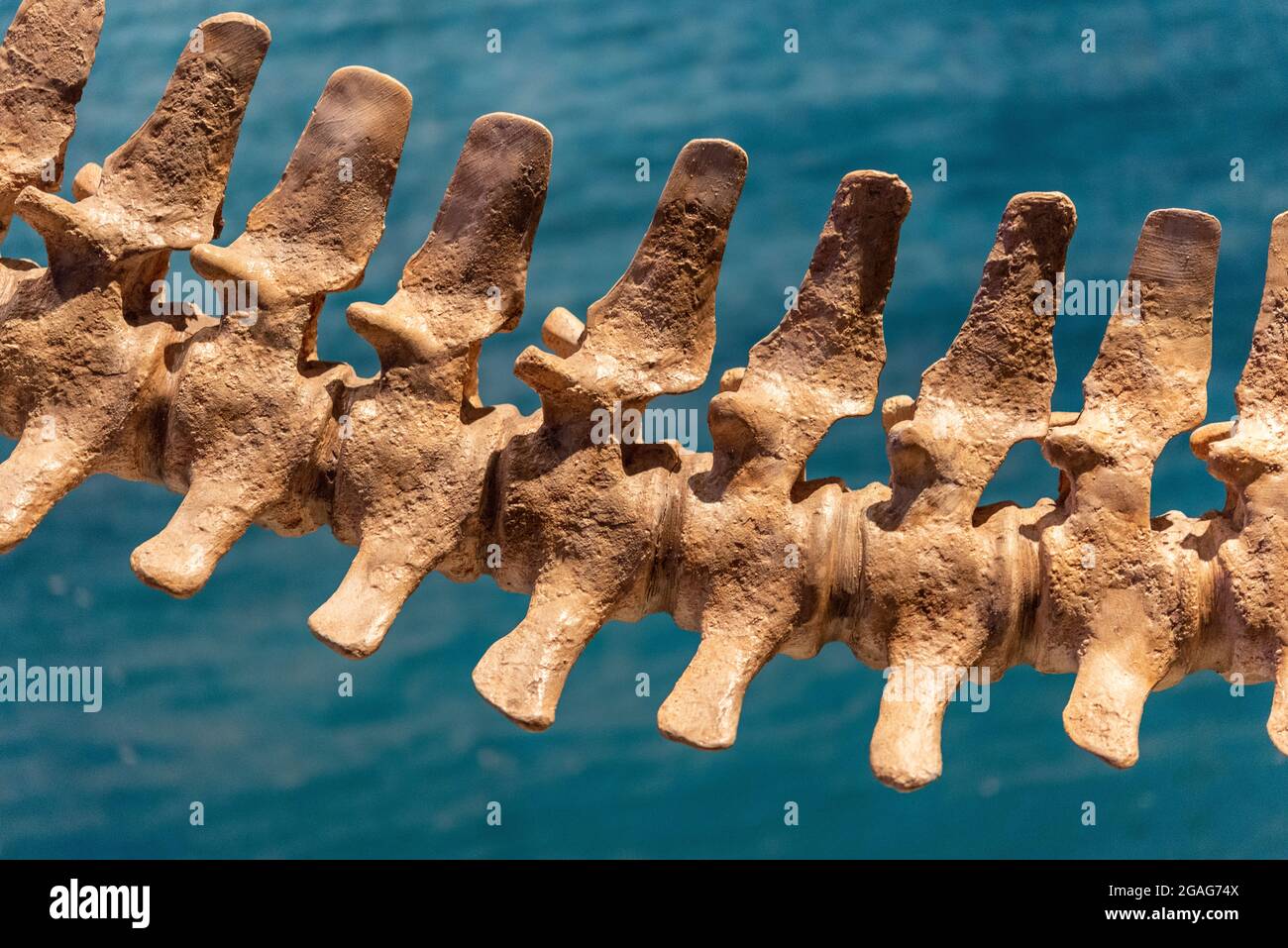 A skeleton detail of a Dorudon ( a whale with reduced legs ) on display ...