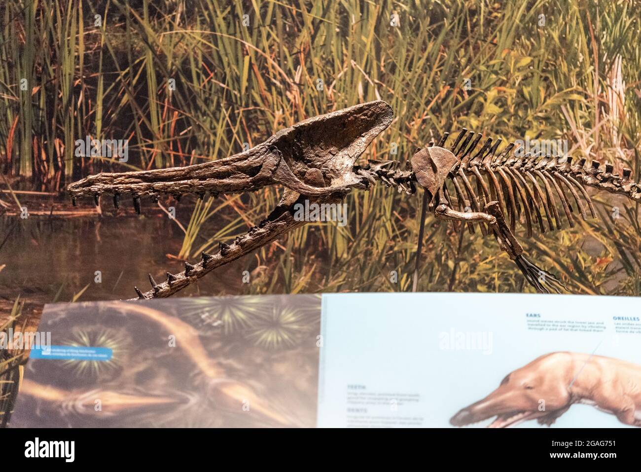 A skeleton detail of a Kutchicetus ( a whale that lived in land and ...