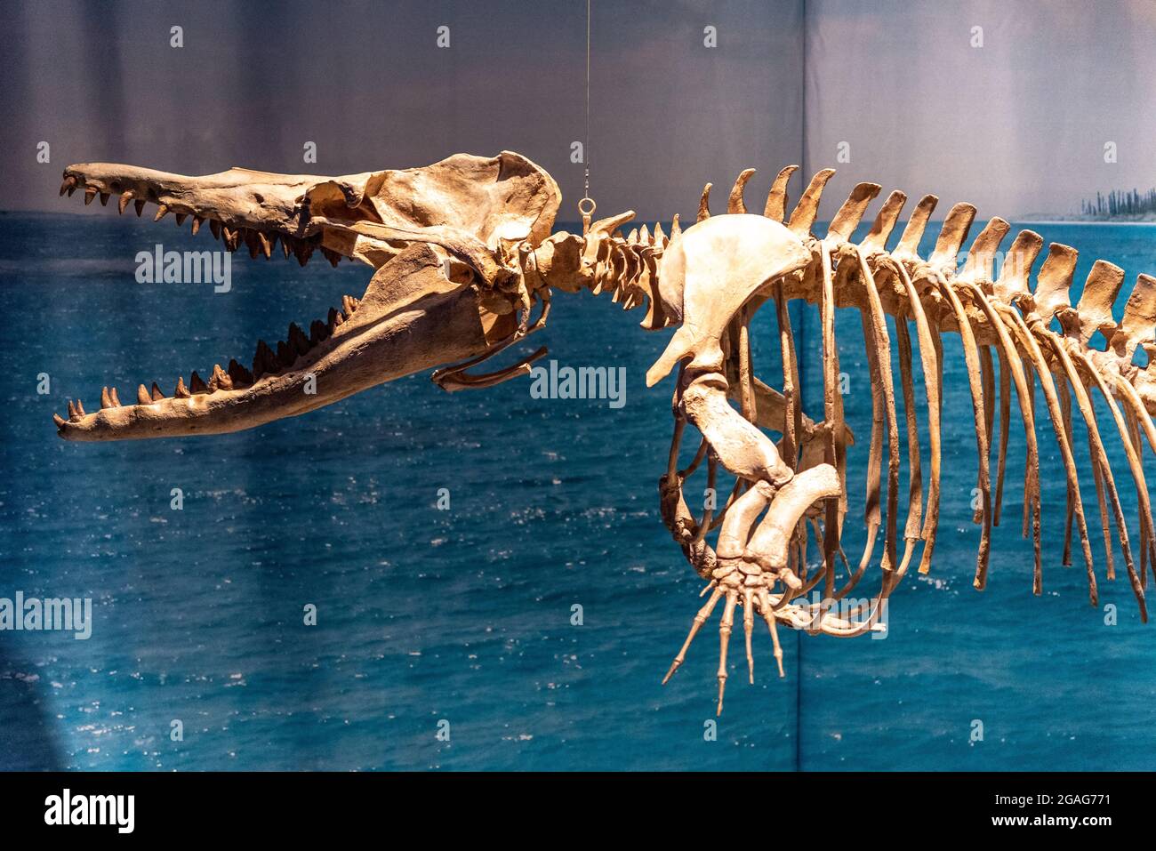A skeleton detail of a Dorudon ( a whale with reduced legs ) on display ...