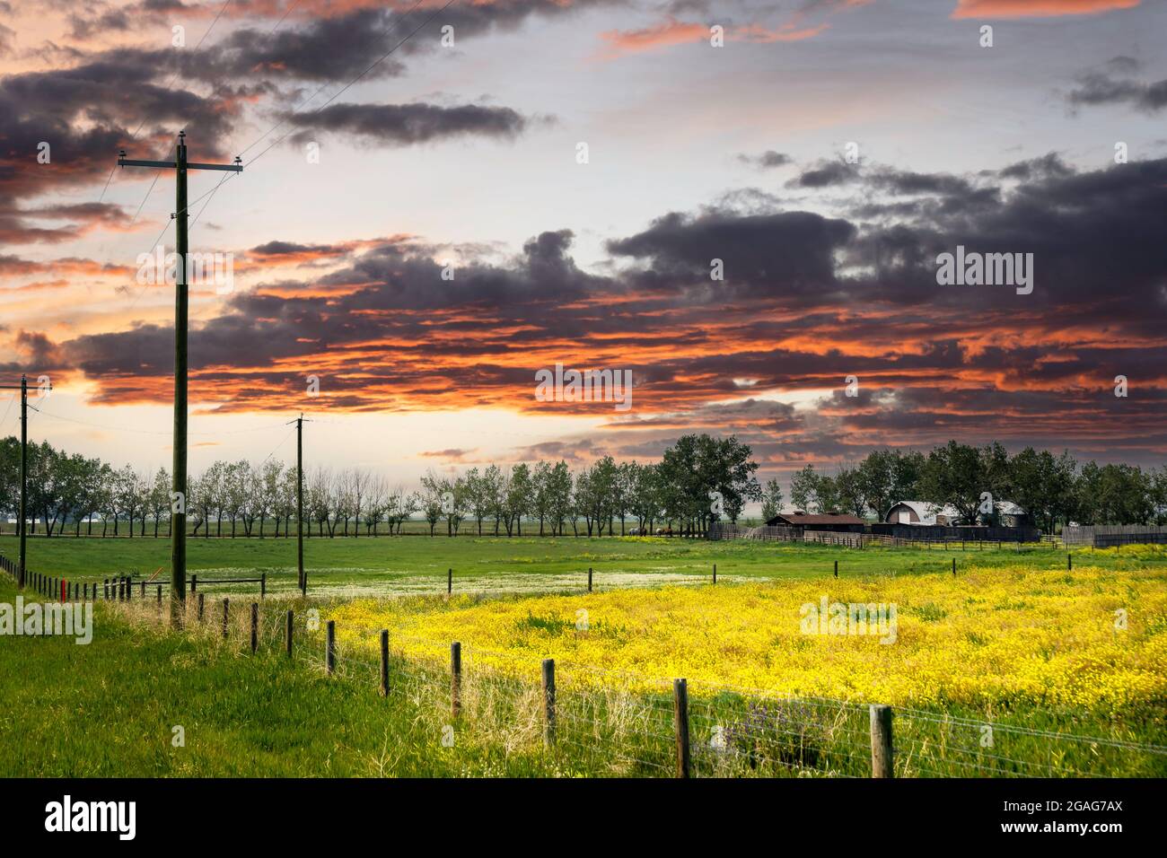 Power poles run along a blooming canola field near a farm on the ...