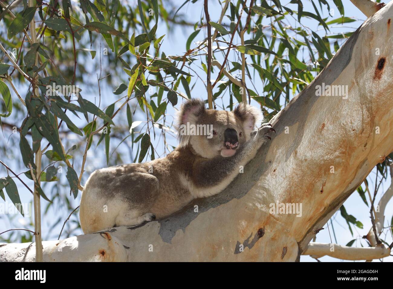 Wild Koala resting on branch of large Gum Tree Stock Photo - Alamy