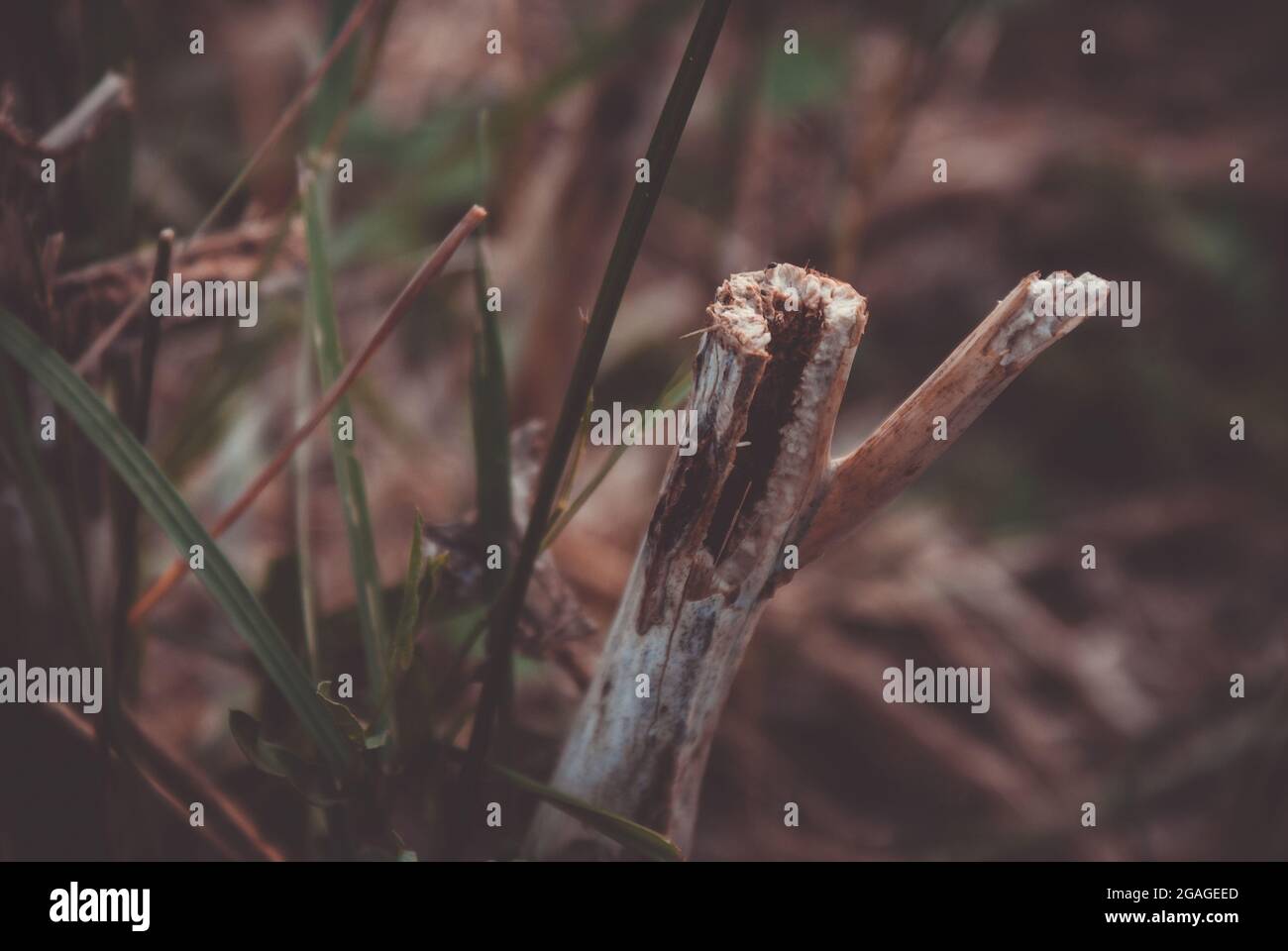 Dead grass blades hi-res stock photography and images - Alamy