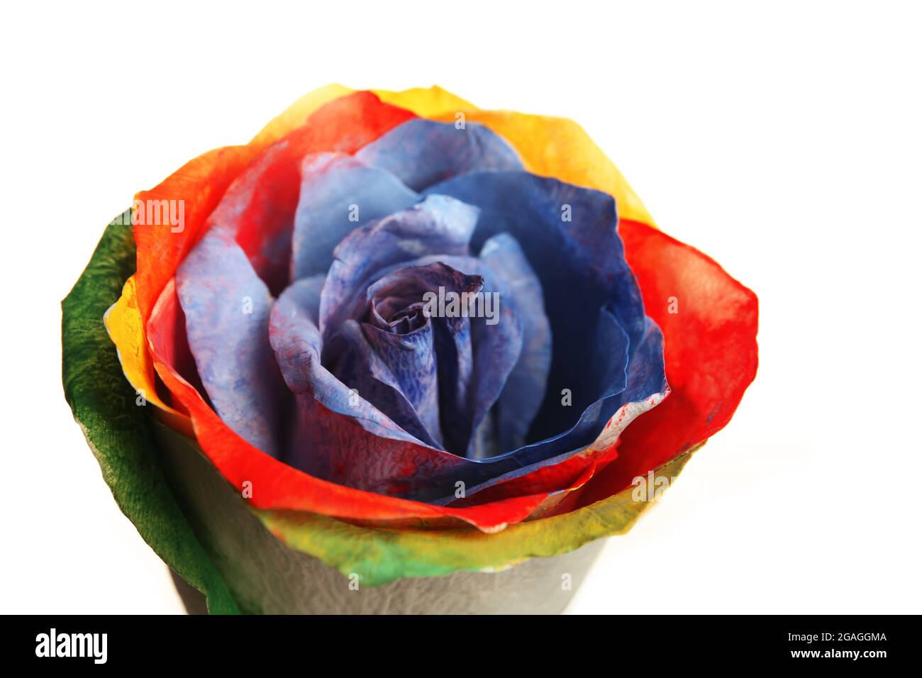 Beautiful painted rose isolated on white background Stock Photo - Alamy