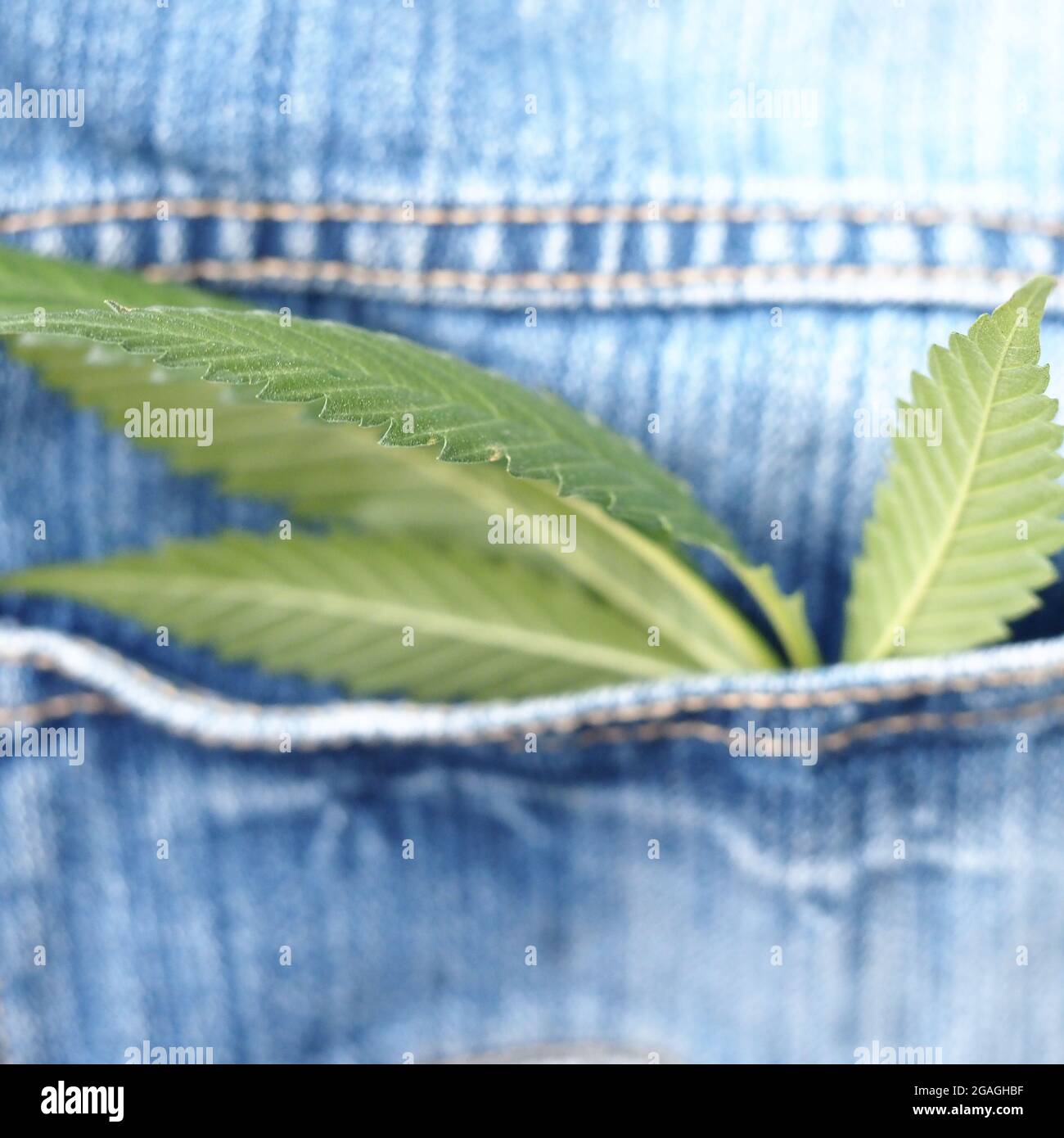 Industrial hemp leaf on jeans fabric Stock Photo - Alamy