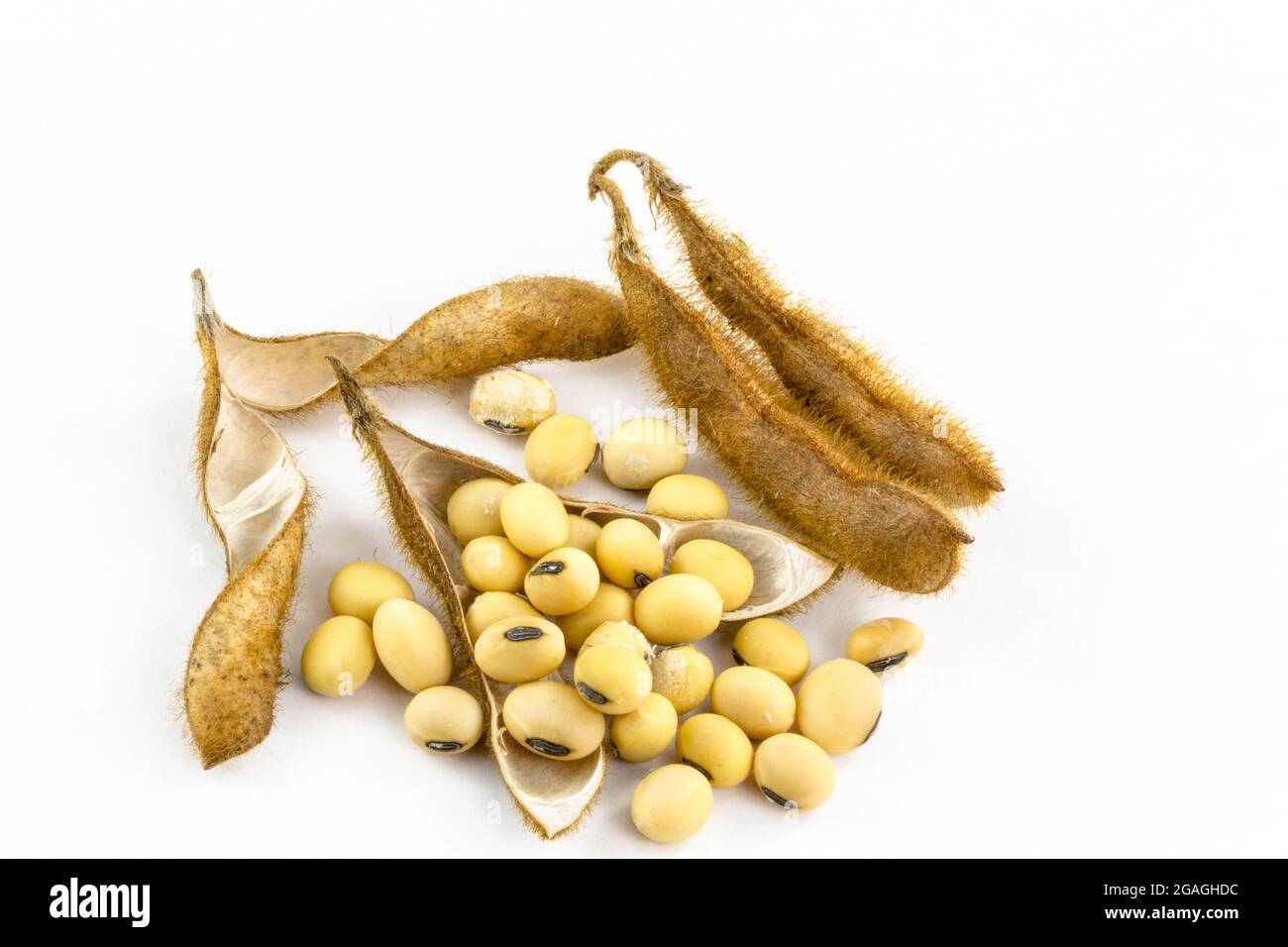 Soya seeds with opened and unopened soybeans on a white background ...