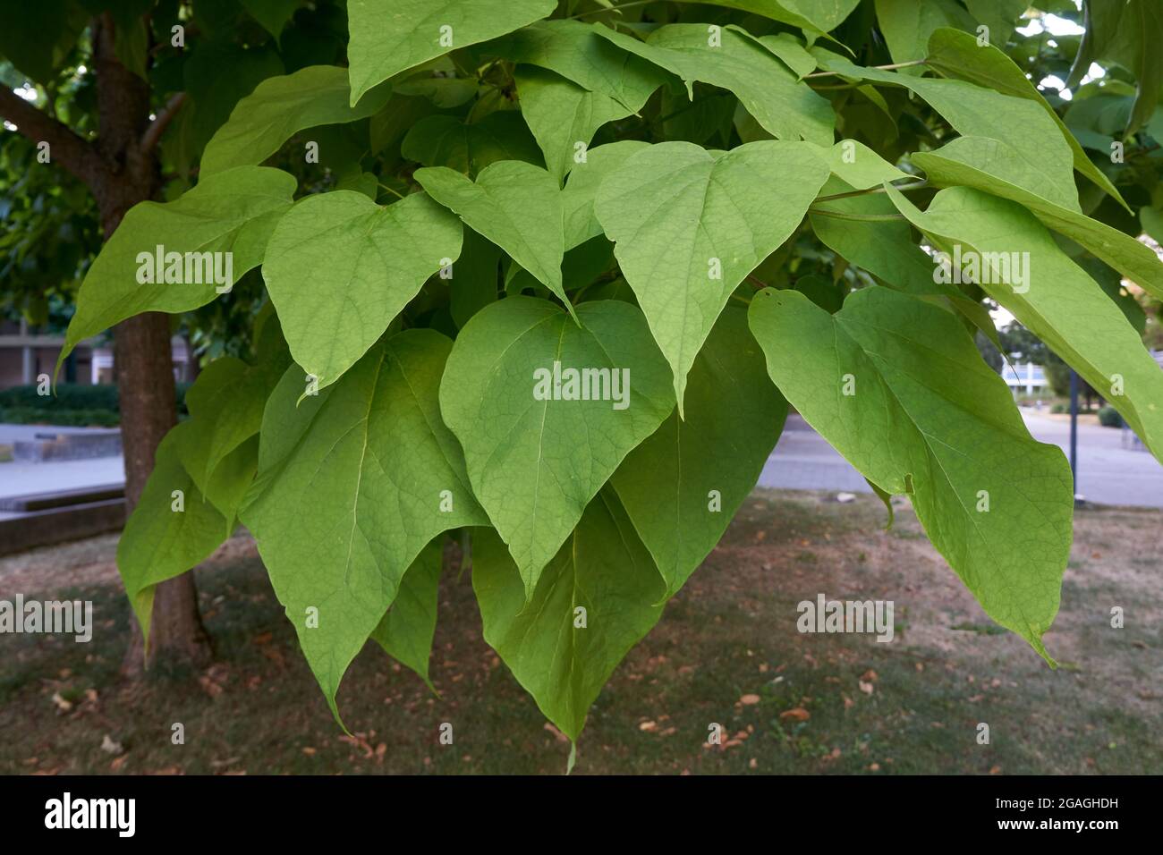 Catalpa tree hi-res stock photography and images - Alamy