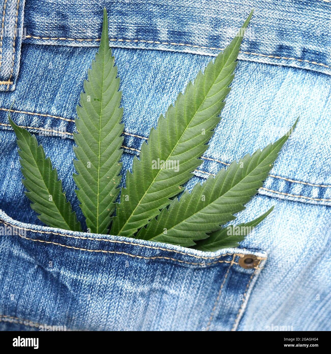 Industrial hemp leaf on jeans fabric Stock Photo - Alamy