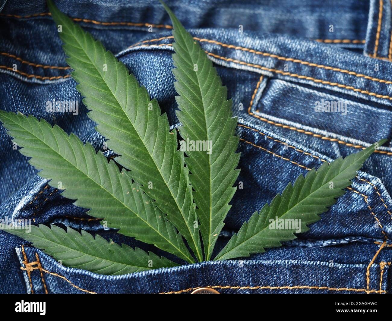 Industrial hemp leaf on jeans fabric Stock Photo - Alamy