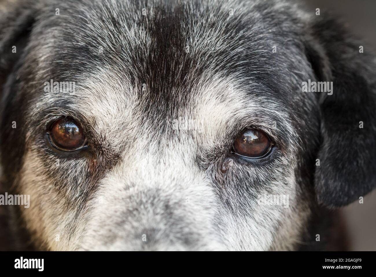 Eyes of Animal - Old dog. labrador retriever Stock Photo - Alamy