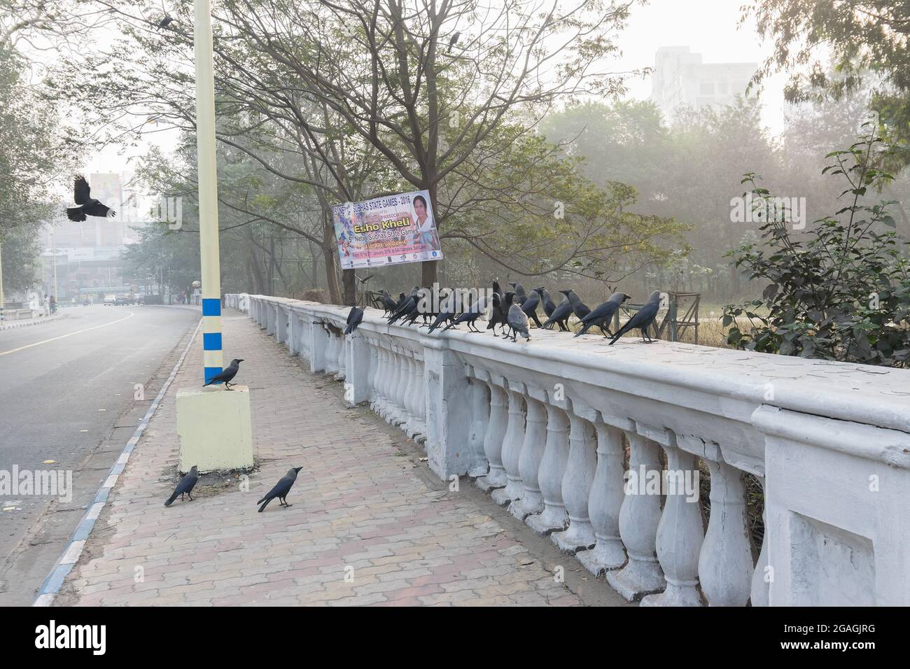 Crow landing on field hi-res stock photography and images - Alamy