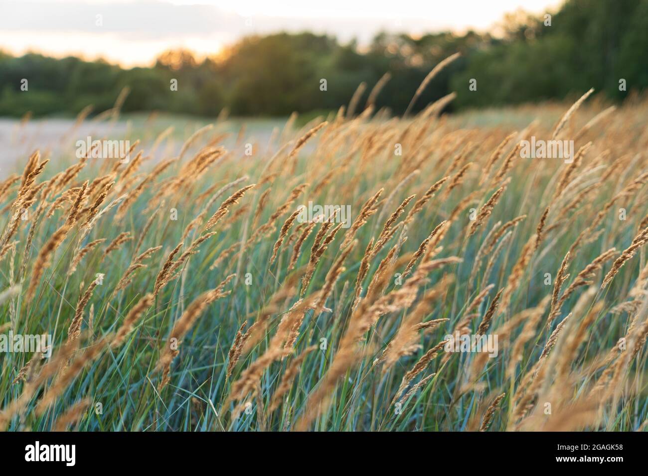 Beach dry grass, reeds, stalks blowing on the wind at golden sunset ...