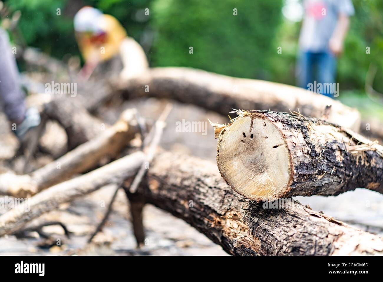 close up to the dead tree was cut and splited off by Asian worker Stock ...