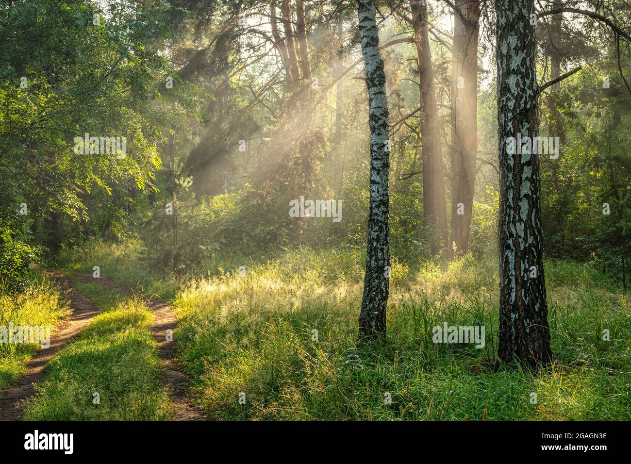 Sunny morning in the forest. Beautiful nature. Nice walk Stock Photo ...