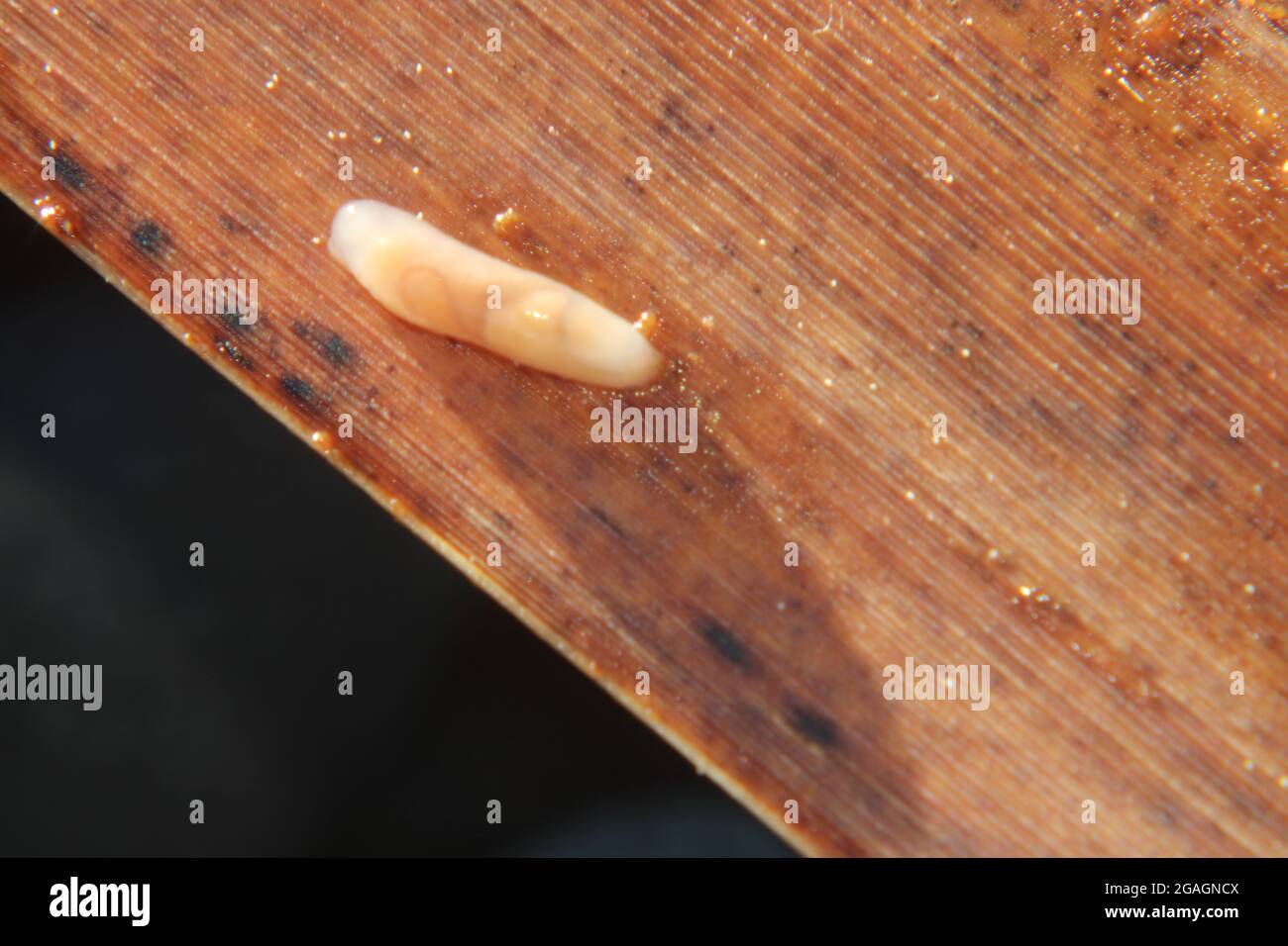 Blind interstitial gravel-maggot slug (Smeagol climoi Stock Photo - Alamy