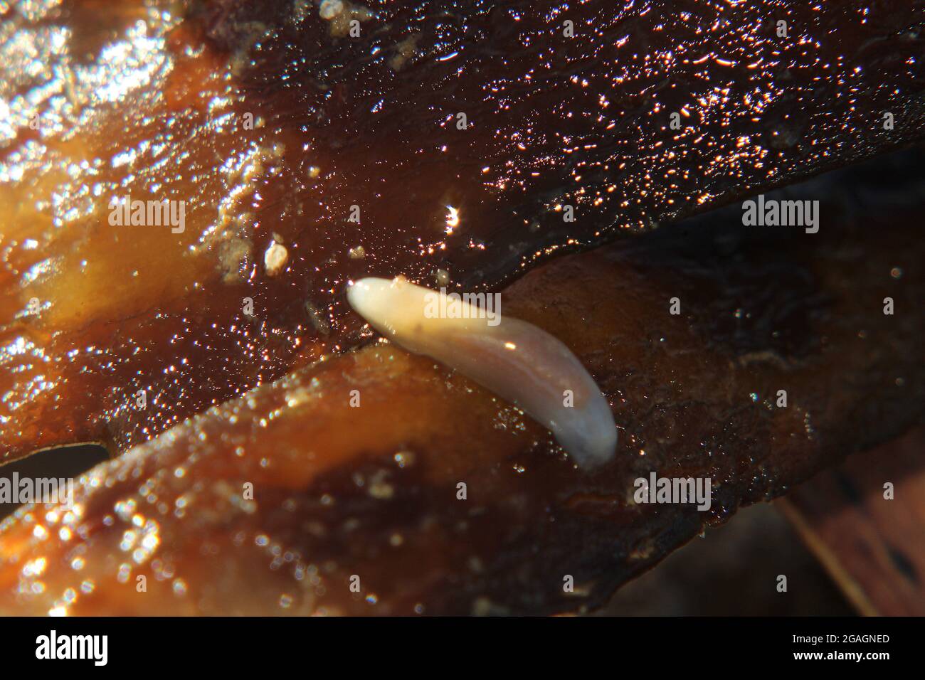 Blind interstitial gravel-maggot slug (Smeagol climoi Stock Photo - Alamy