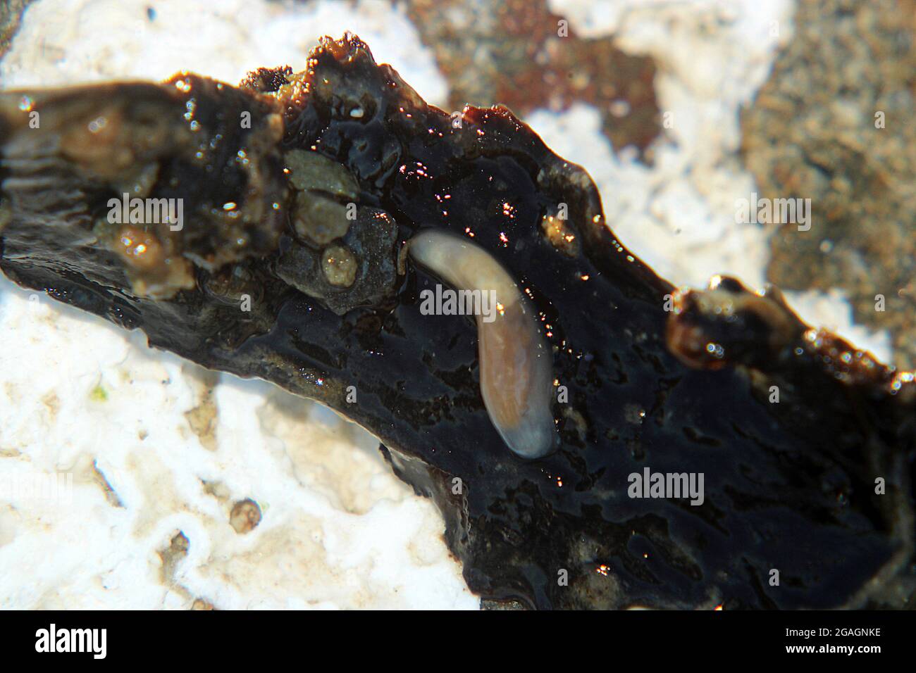 Blind interstitial gravel-maggot slug (Smeagol climoi Stock Photo - Alamy
