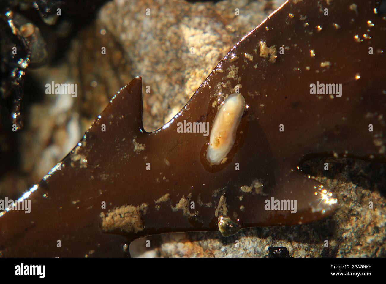 Blind interstitial gravel-maggot slug (Smeagol climoi Stock Photo - Alamy