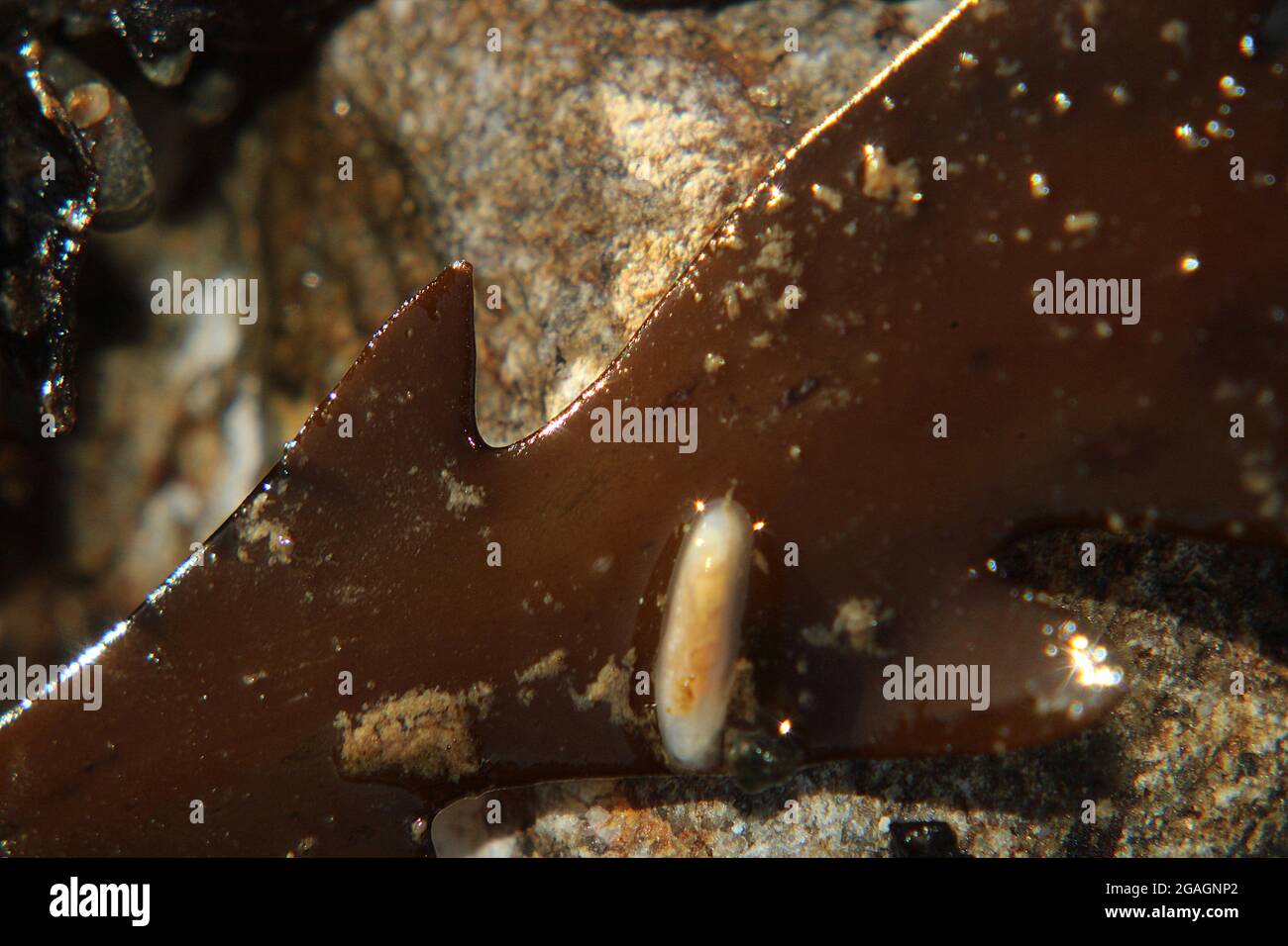 Blind interstitial gravel-maggot slug (Smeagol climoi Stock Photo - Alamy