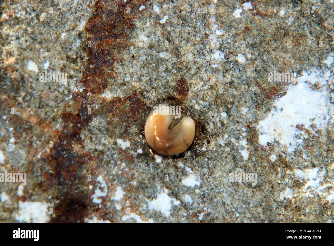 Blind interstitial gravel-maggot slug (Smeagol climoi Stock Photo - Alamy