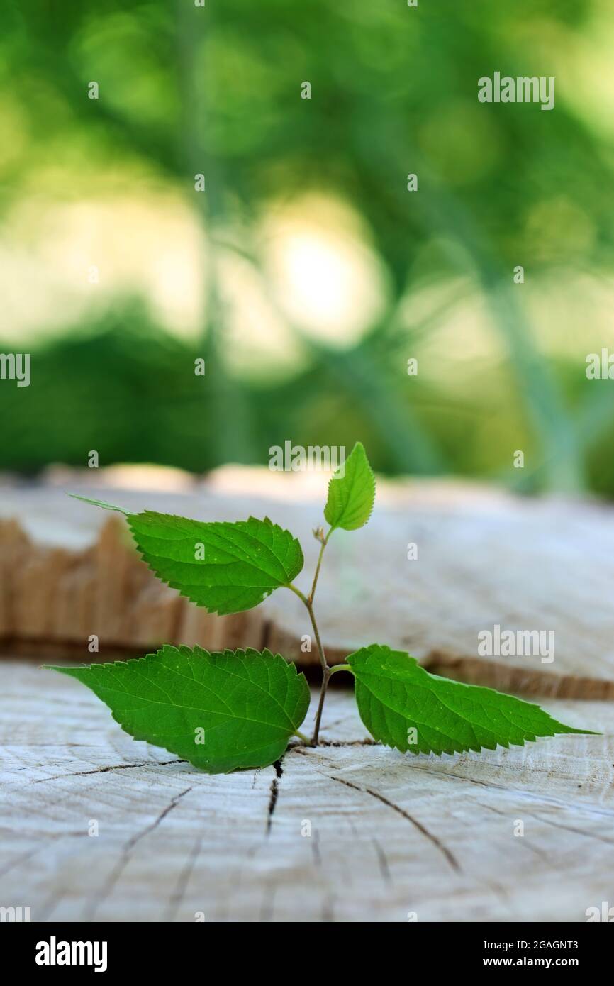 Beautiful seedling growing in the center trunk as a concept of new life ...