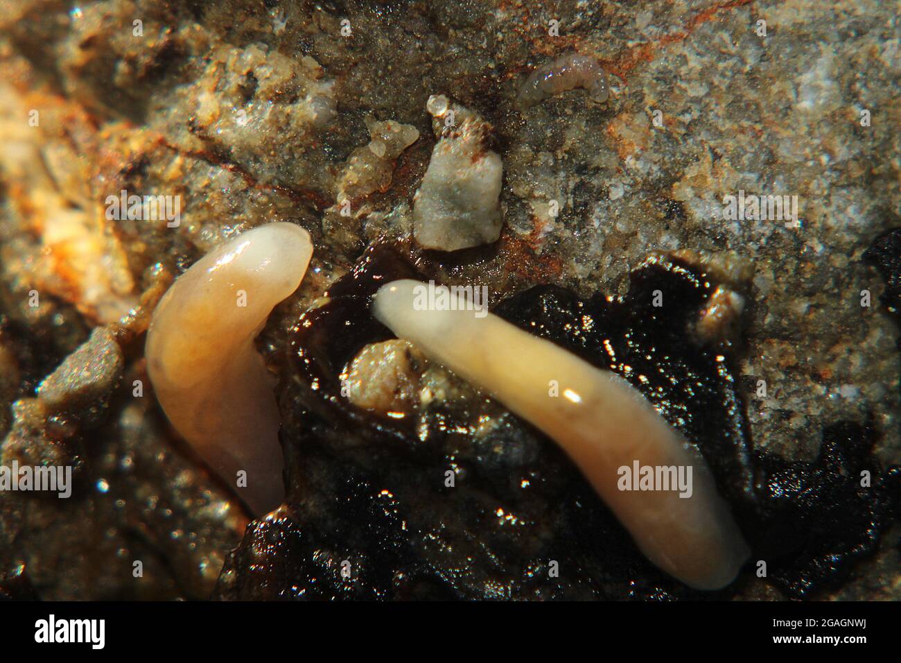 Blind interstitial gravel-maggot slug (Smeagol climoi Stock Photo - Alamy