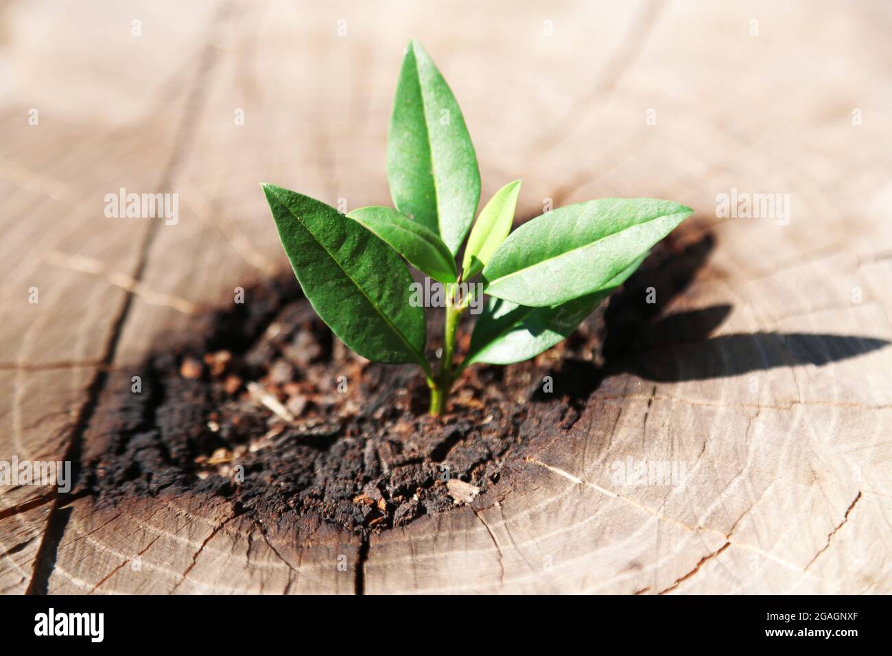 Beautiful seedling growing in the center trunk as a concept of new life ...