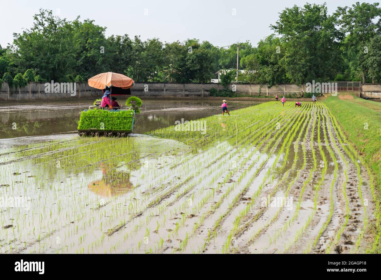 Paddy transplanter hi-res stock photography and images - Alamy