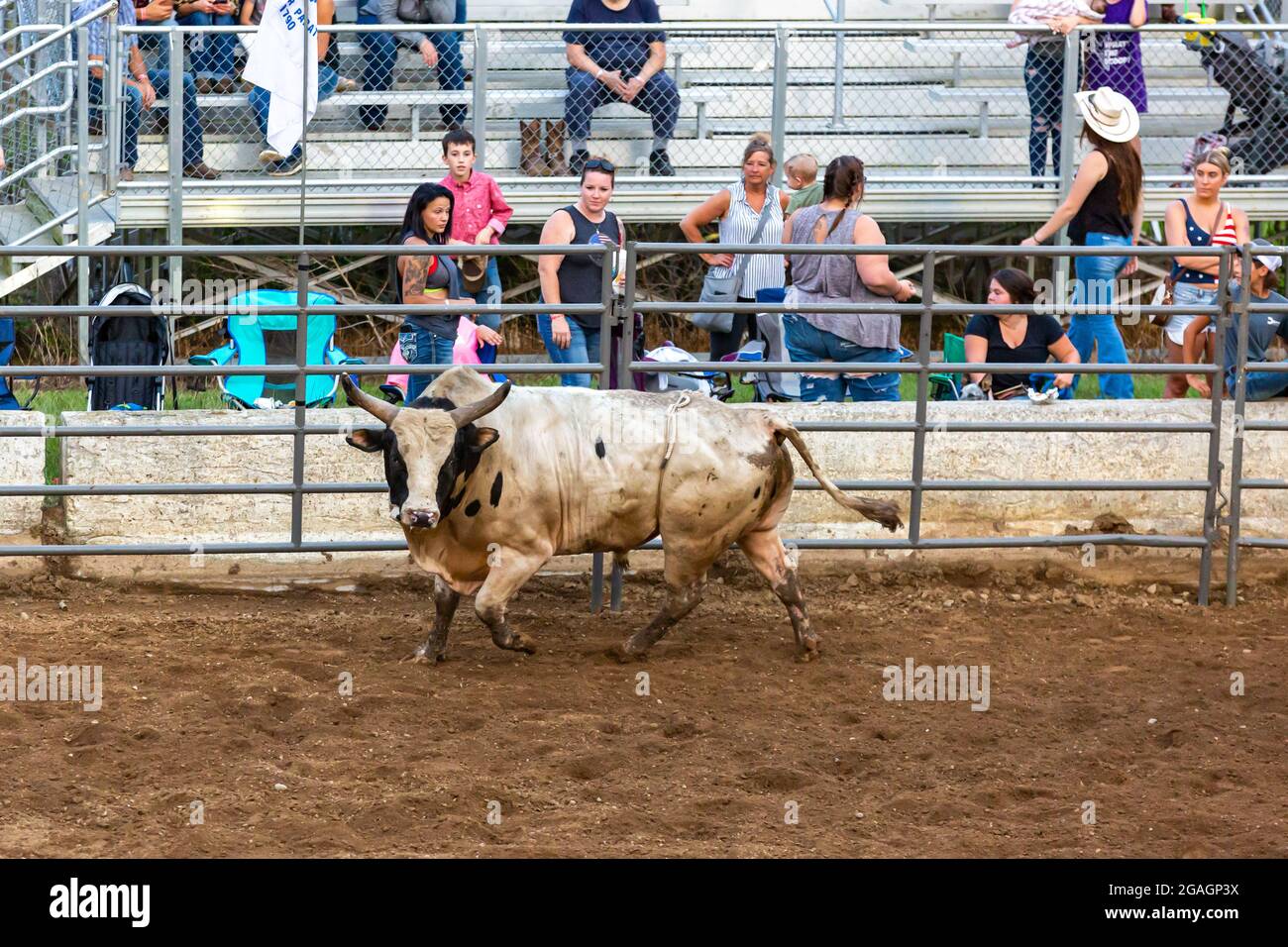 Bucking bull hi-res stock photography and images - Alamy
