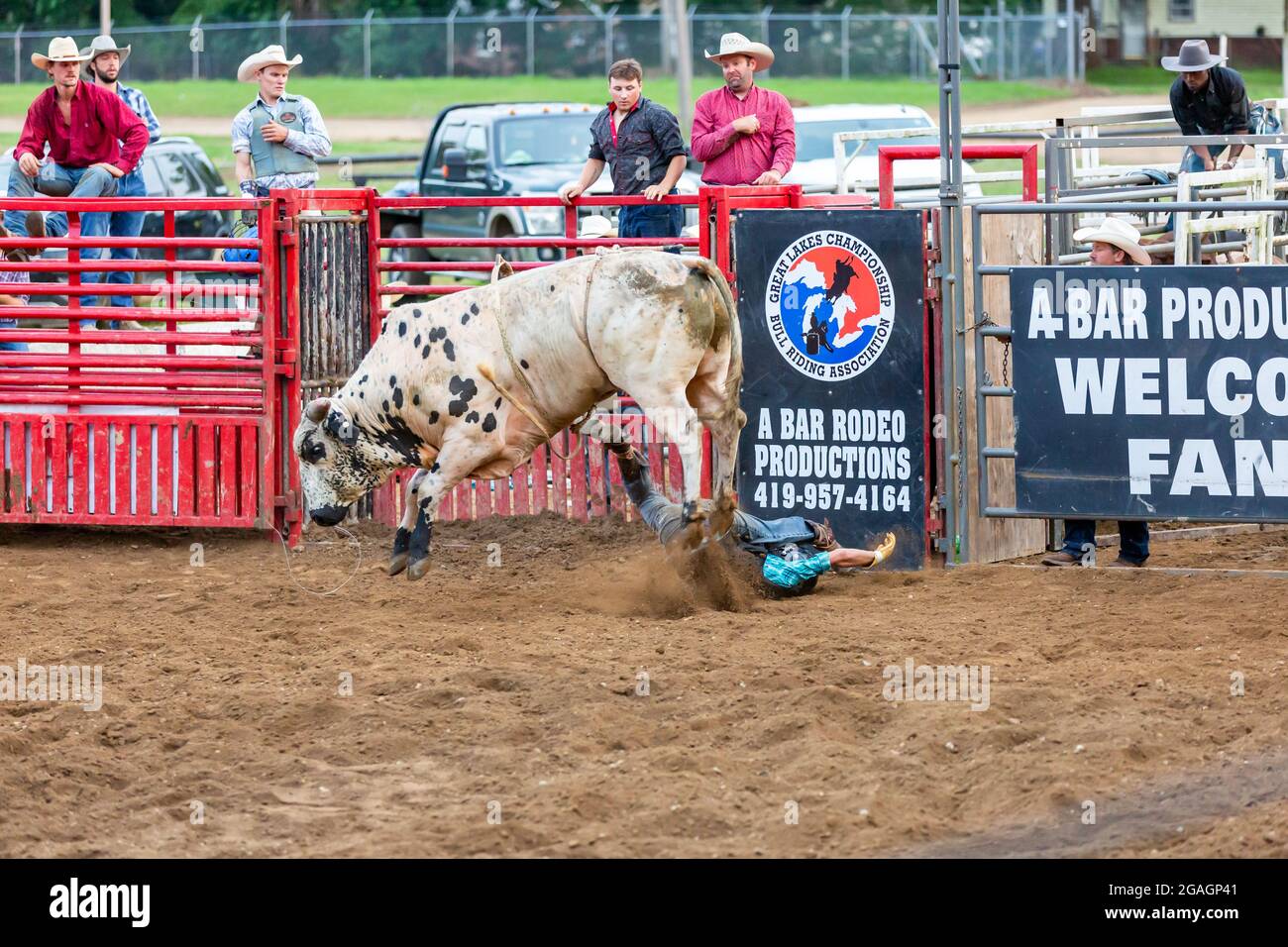 An angry bull has thrown a cowboy during a rodeo bull riding ...