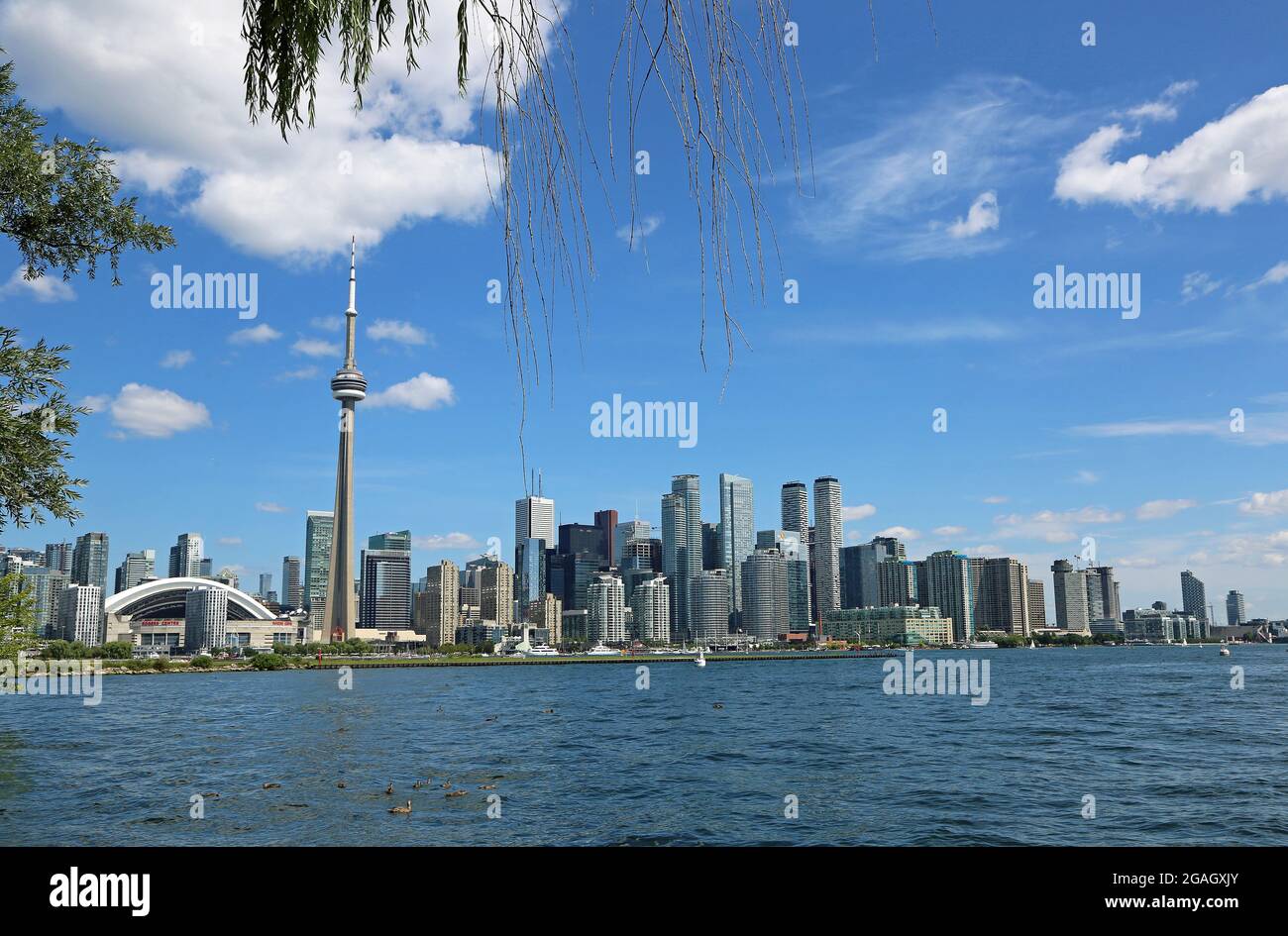 Toronto tree tower hi-res stock photography and images - Alamy